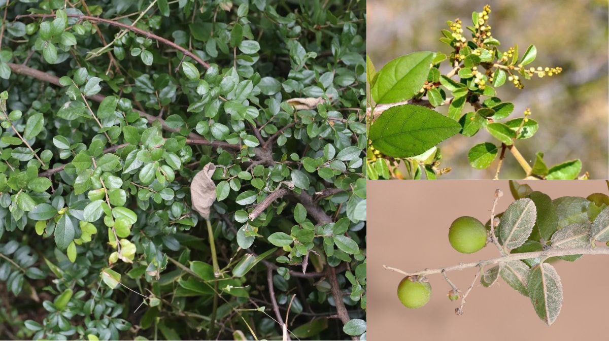 Canh châu – vị thuốc quý từ thiên nhiên
