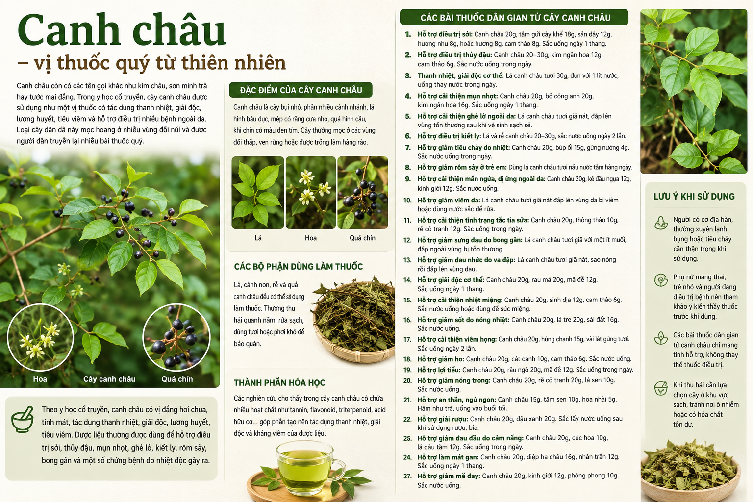 Canh châu – vị thuốc quý từ thiên nhiên