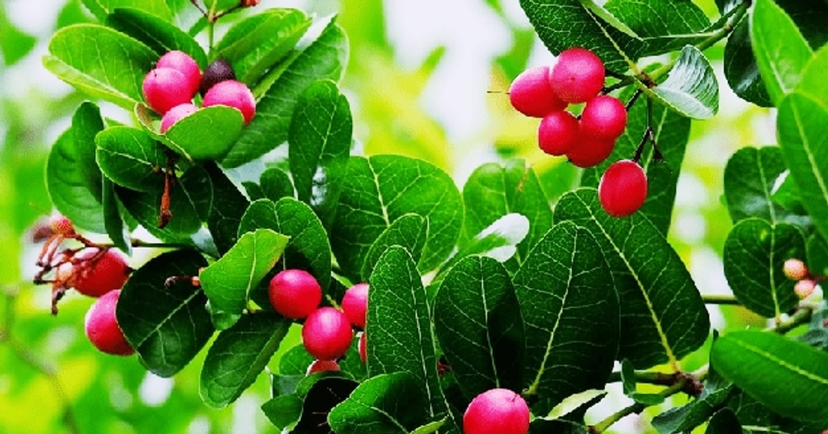 Hướng dẫn kỹ thuật trồng và chăm sóc cây siro