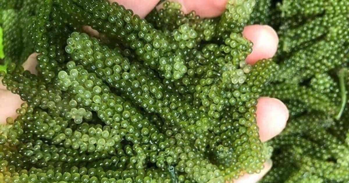 Kỹ thuật trồng rong nho mang lại hiệu quả kinh tế cao