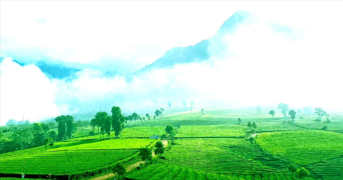Vẻ đẹp đầy mê hoặc của đồi chè Tân Uyên